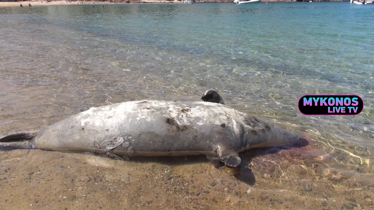 ΝΕΚΡΗ ΦΩΚΙΑ ΞΕΒΡΑΣΤΗΚΕ ΣΤΟΝ ΠΑΝΟΡΜΟ ΤΗΣ ΜΥΚΟΝΟΥ | Mykonos Live TV