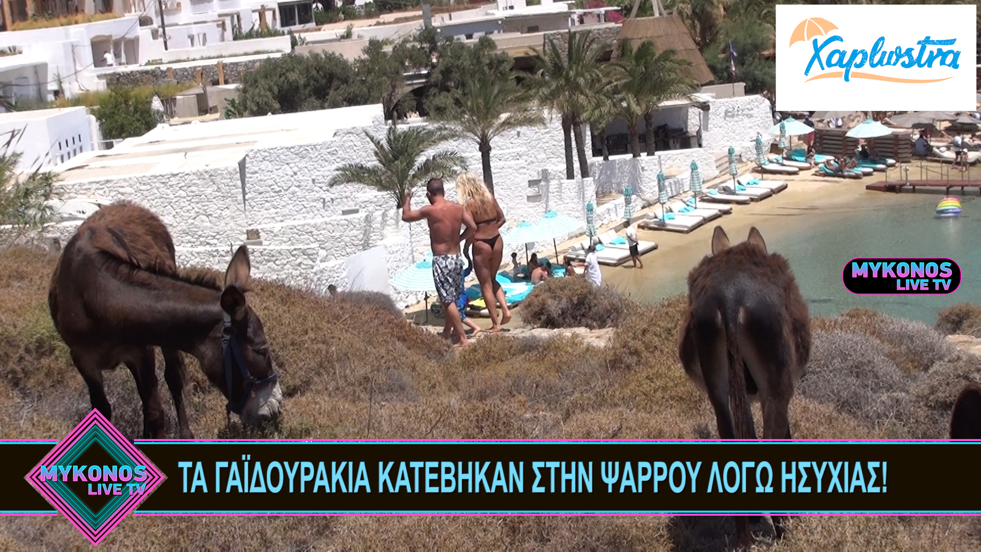 ΤΑ ΓΑΪΔΟΥΡΑΚΙΑ ΚΑΤΕΒΗΚΑΝ ΣΤΗΝ ΨΑΡΡΟΥ ΛΟΓΩ ΗΣΥΧΙΑΣ! | Mykonos Live TV