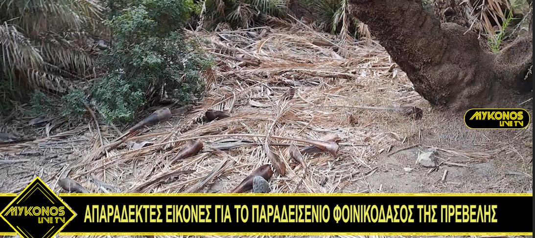ΑΠΑΡΑΔΕΚΤΕΣ ΕΙΚΟΝΕΣ ΓΙΑ ΤΟ ΠΑΡΑΔΕΙΣΕΝΙΟ ΦΟΙΝΙΚΟΔΑΣΟΣ ΤΗΣ ΠΡΕΒΕΛΗΣ ...